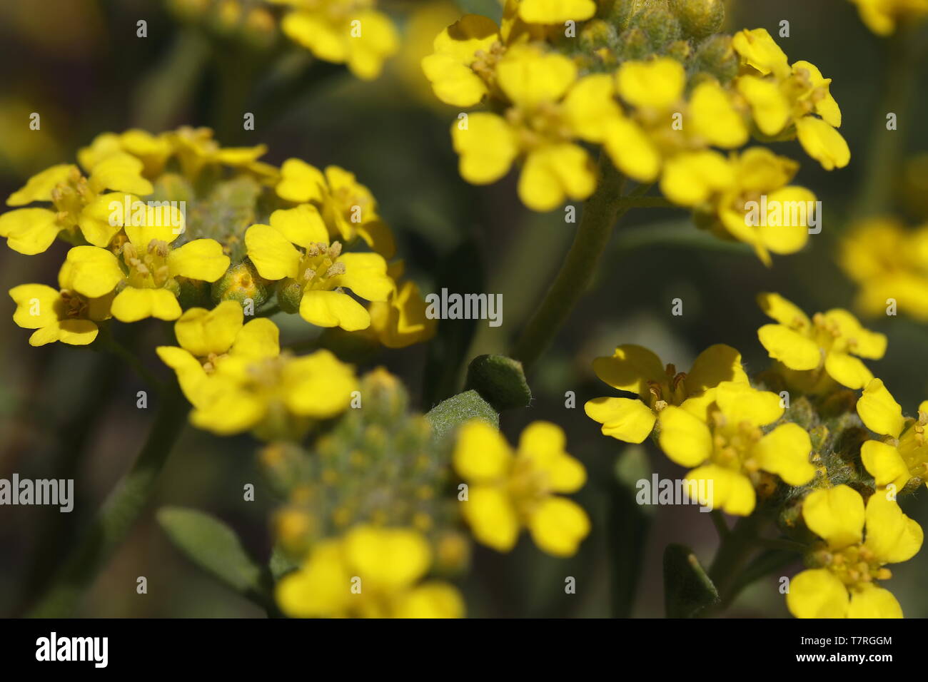 Alyssum montanum 'Berggold' - mountain madwort a little alpine plant ...