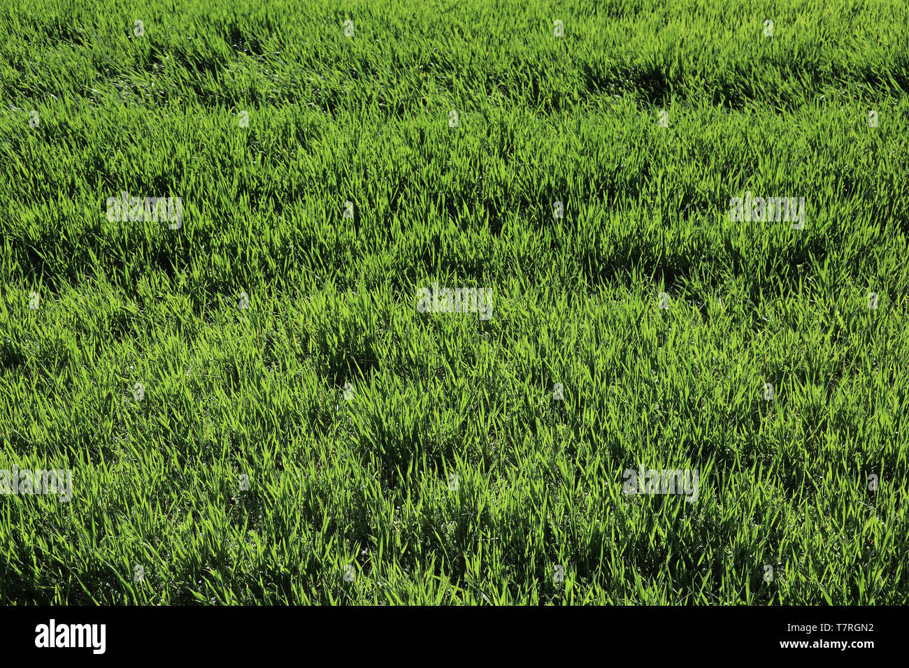 green grass lawn background in spring without people Stock Photo - Alamy