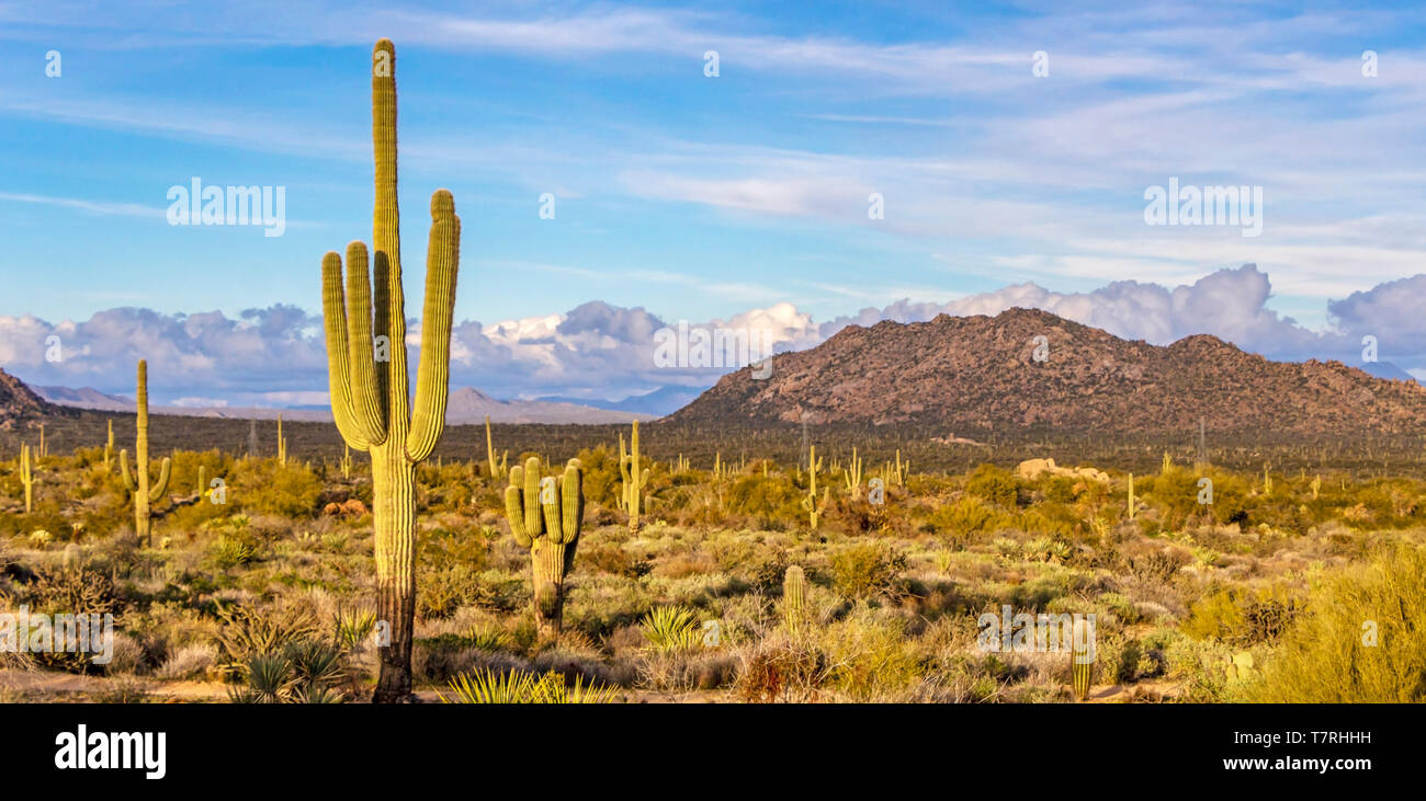 Mcdowell Mountains Preserve Hi res Stock Photography And Images Alamy