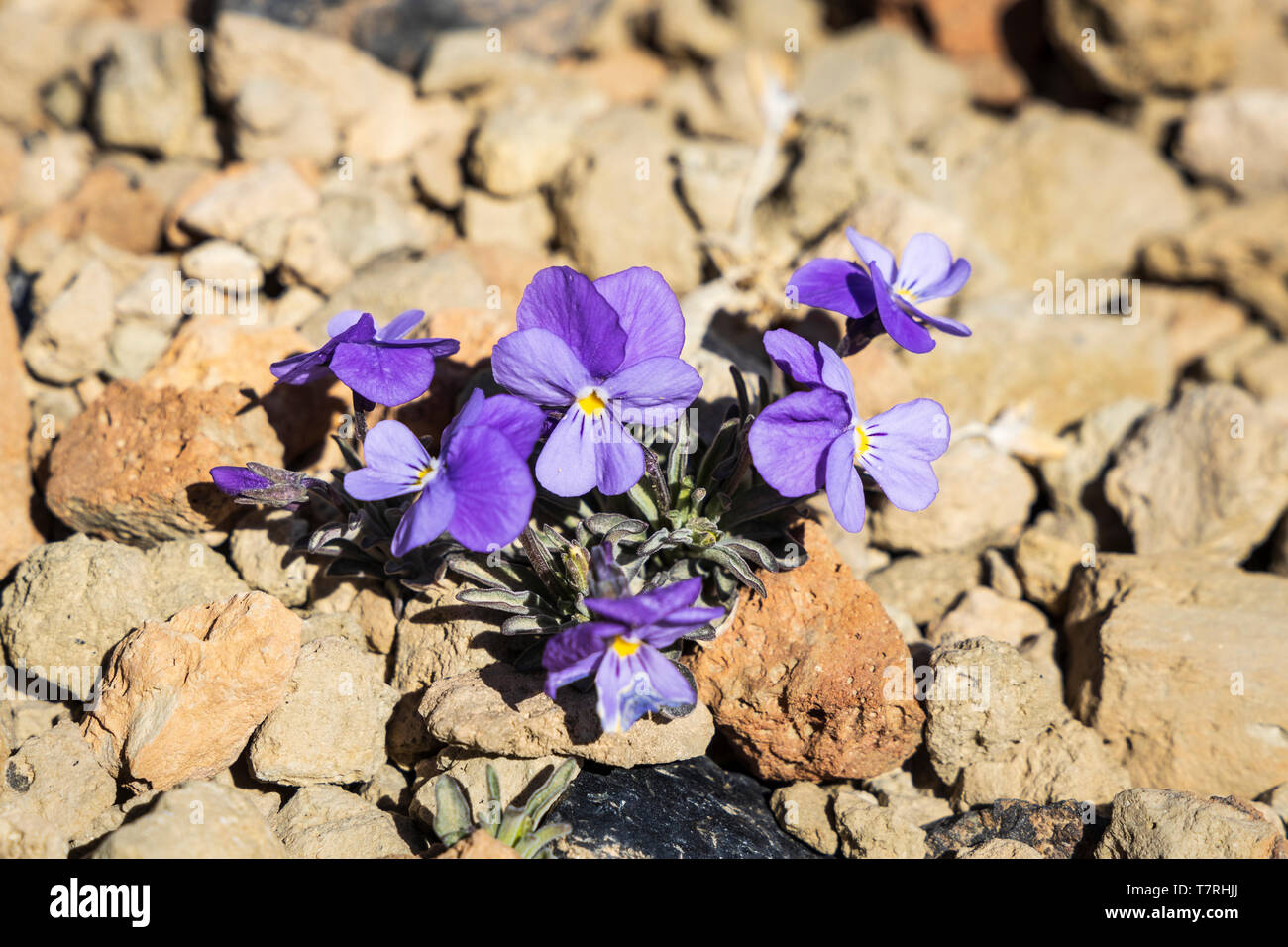 Viola cheiranthifolia hi-res stock photography and images - Alamy
