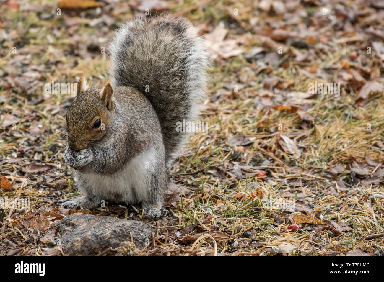 An eastern gray squirrel Stock Photo - Alamy