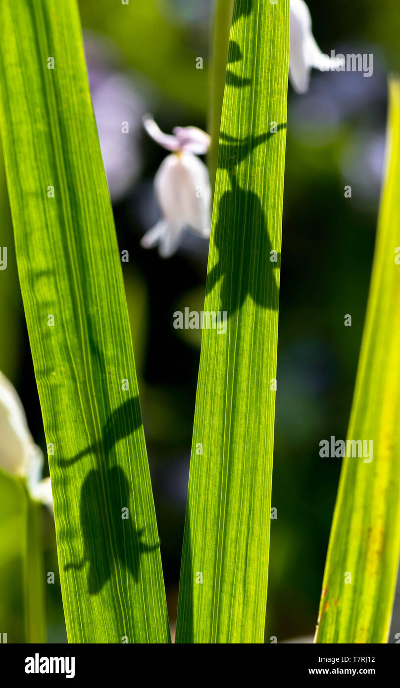 Invasive bluebell hi-res stock photography and images - Alamy