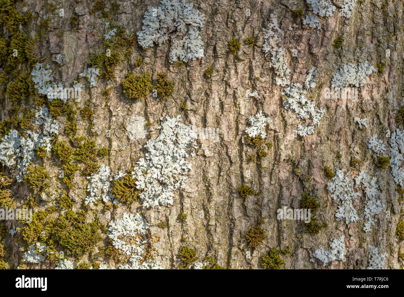 Tree bark with moss and lichen texture Stock Photo - Alamy