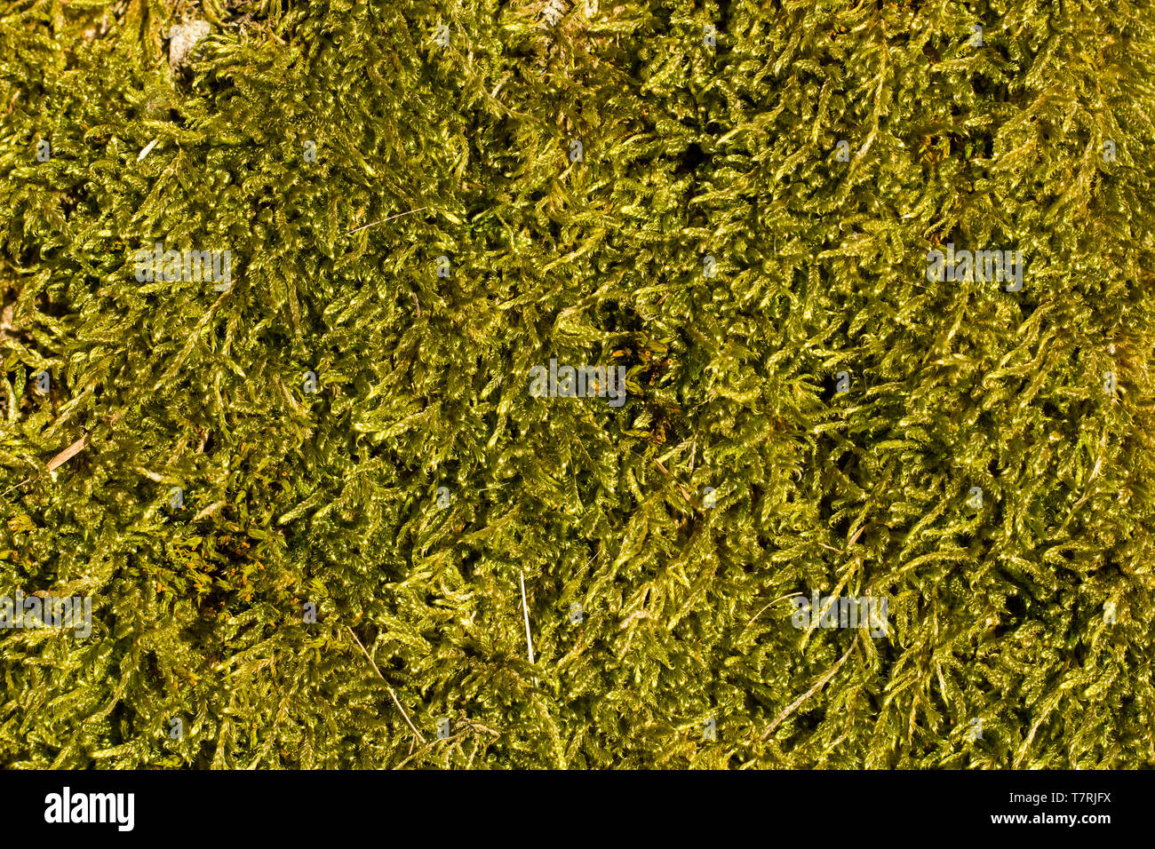 Light moss green background hi-res stock photography and images - Alamy
