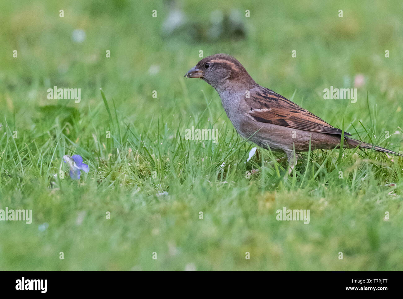 Female english sparrow hi-res stock photography and images - Alamy Female english sparrow hi-res stock photography and images - Alamy