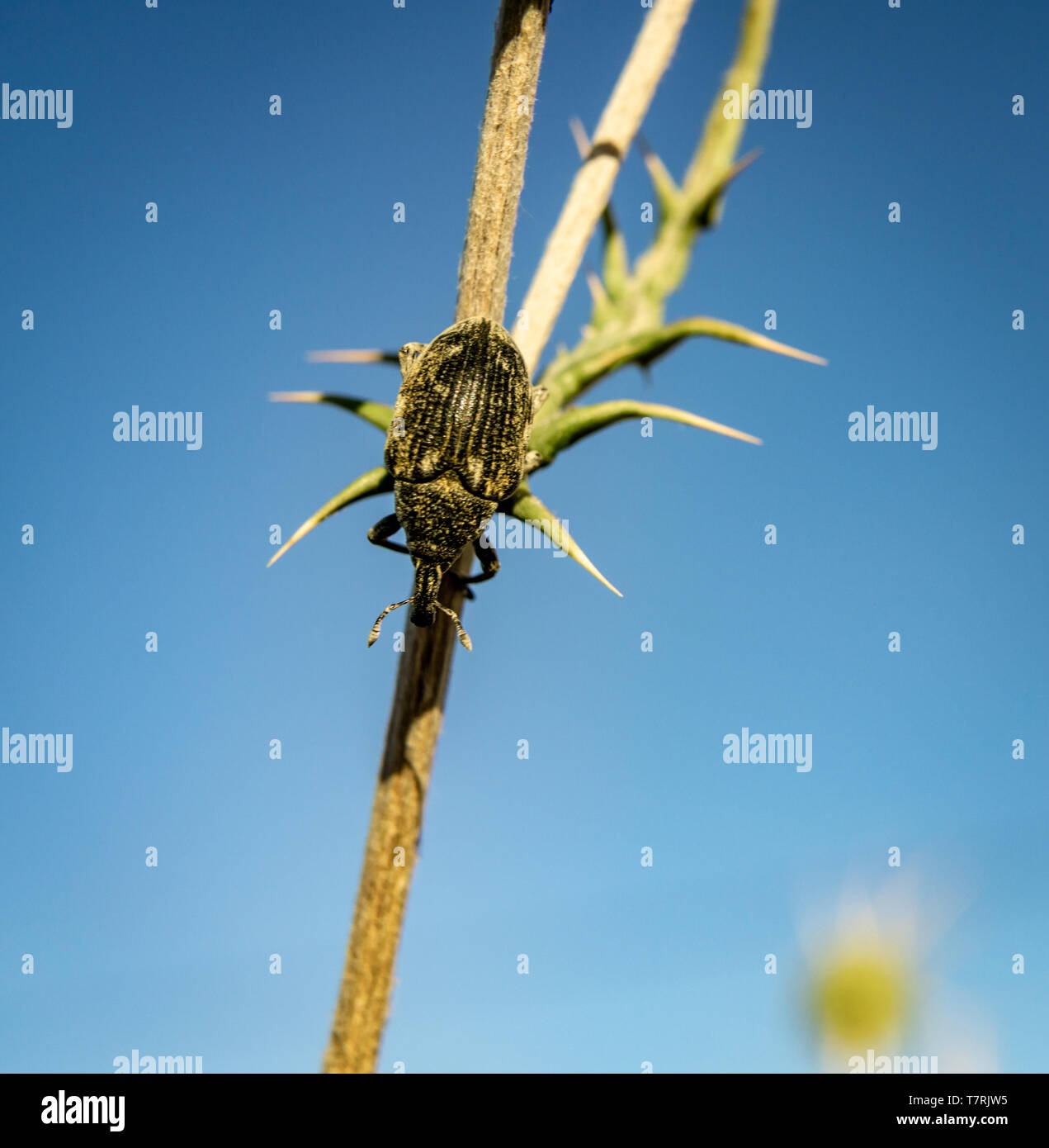 Larinus planus - weevil beetle Stock Photo - Alamy