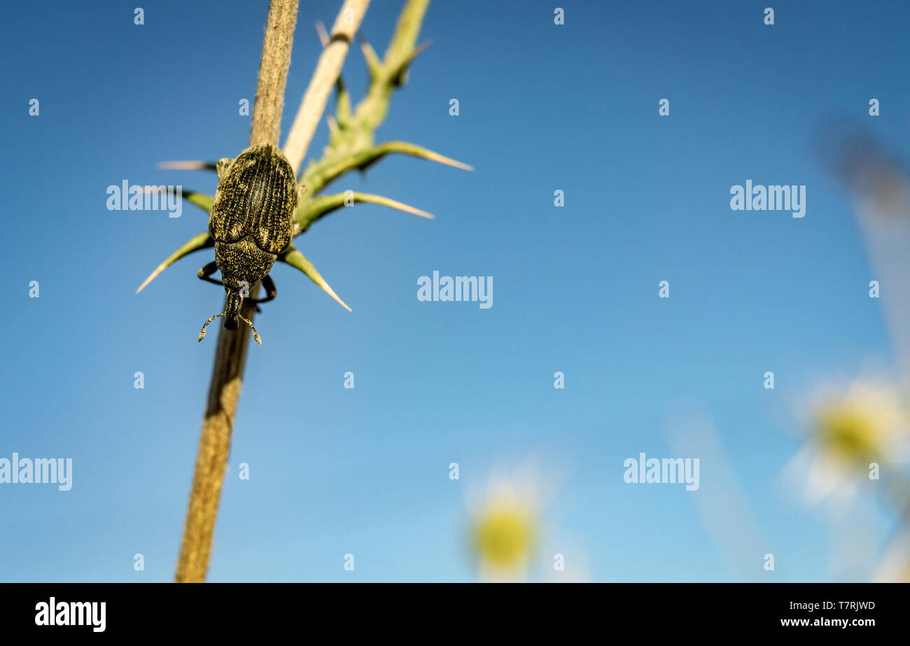 Larinus planus - weevil beetle Stock Photo - Alamy