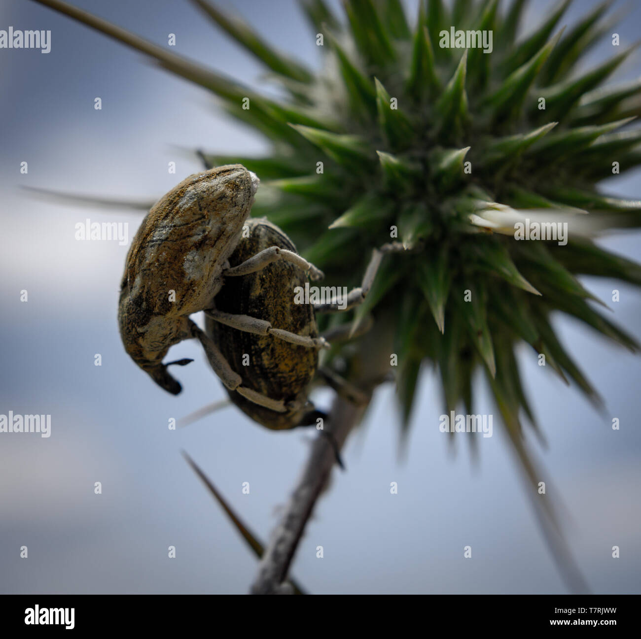 Desert bugs hi-res stock photography and images - Alamy