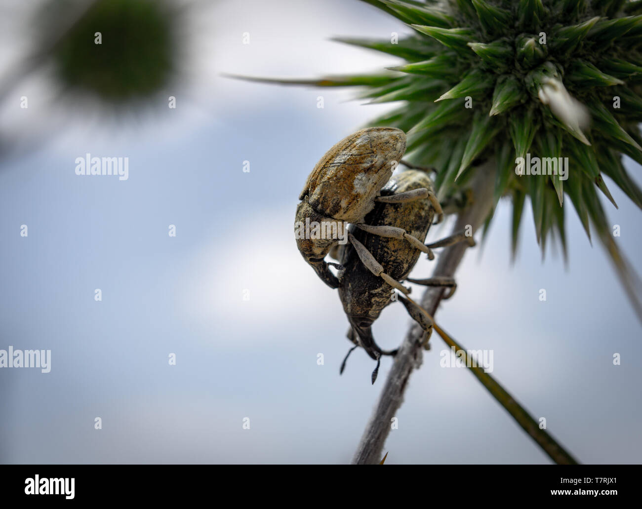 Larinus planus - weevil beetle Stock Photo - Alamy