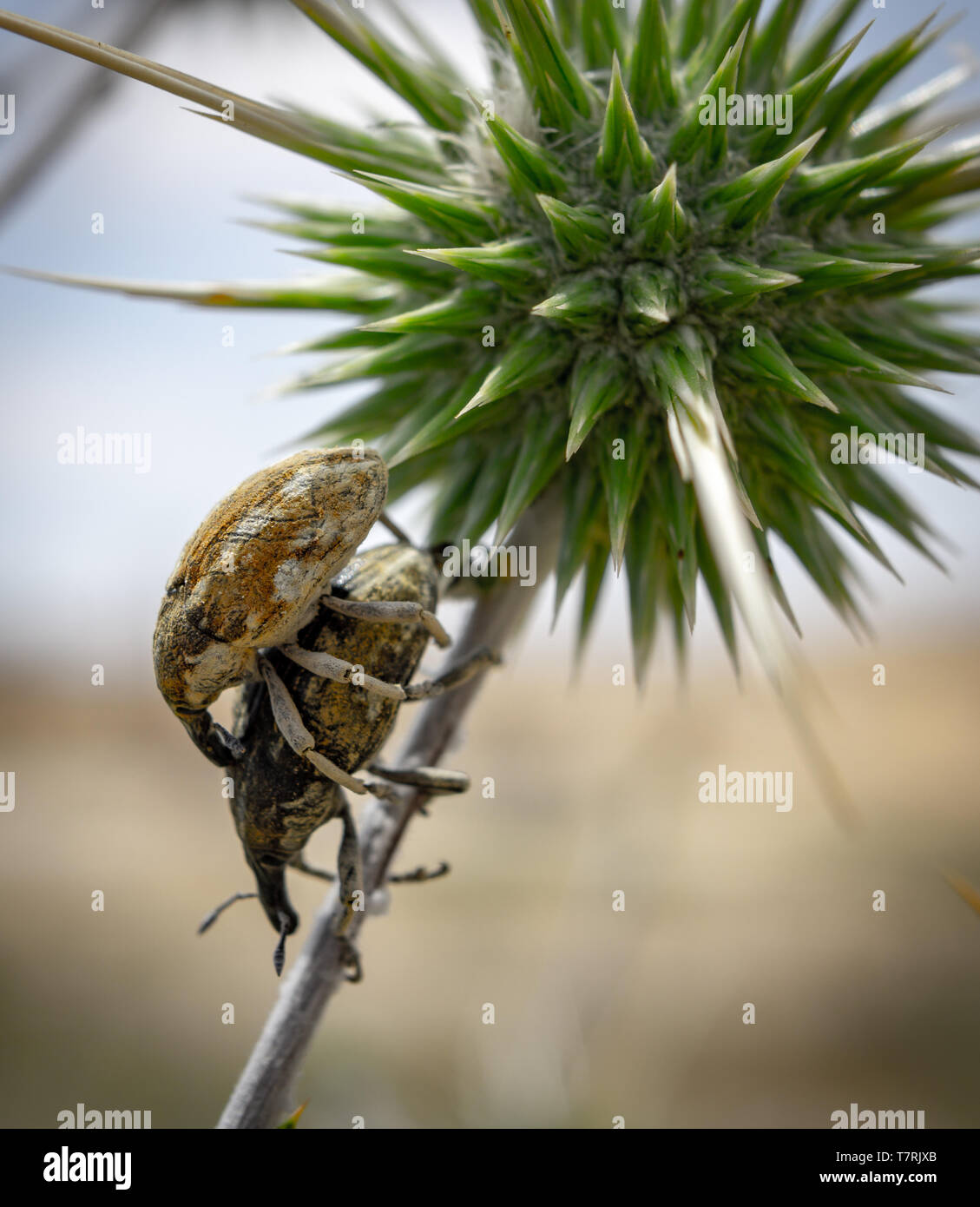 Desert bugs hi-res stock photography and images - Alamy