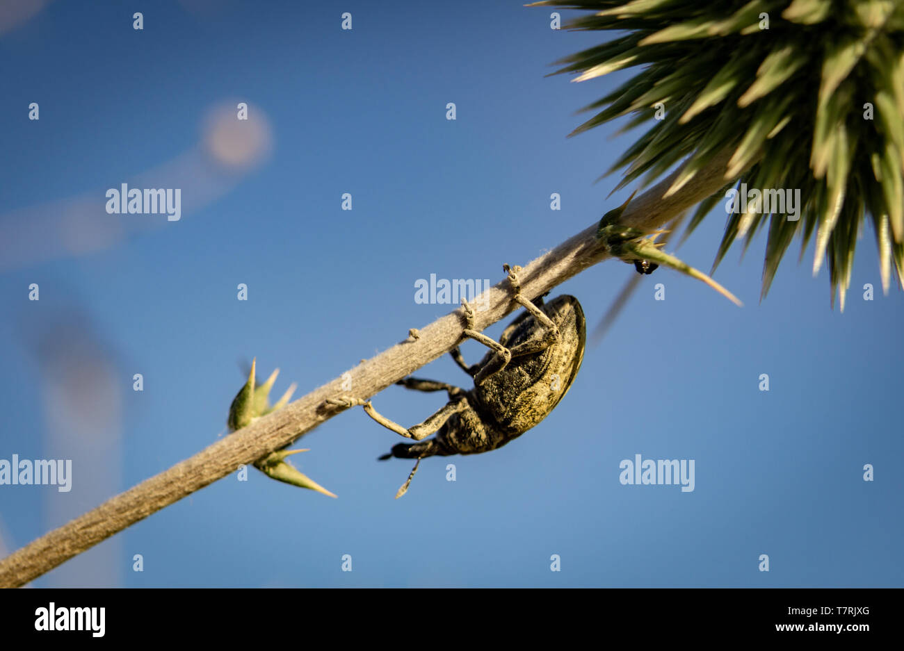 Larinus planus - weevil beetle Stock Photo - Alamy