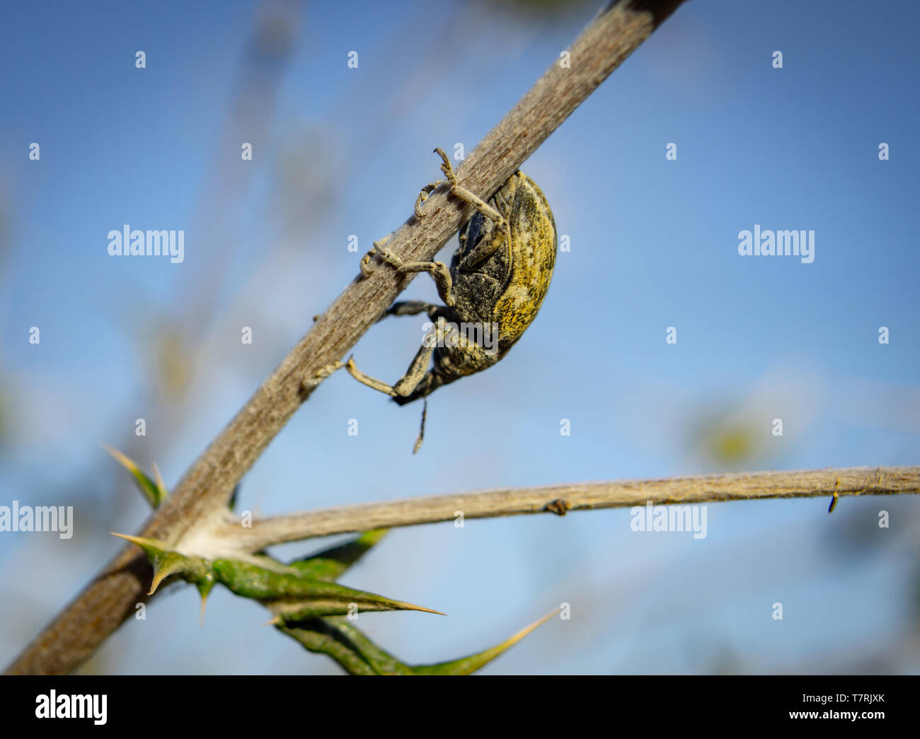Larinus planus - weevil beetle Stock Photo - Alamy