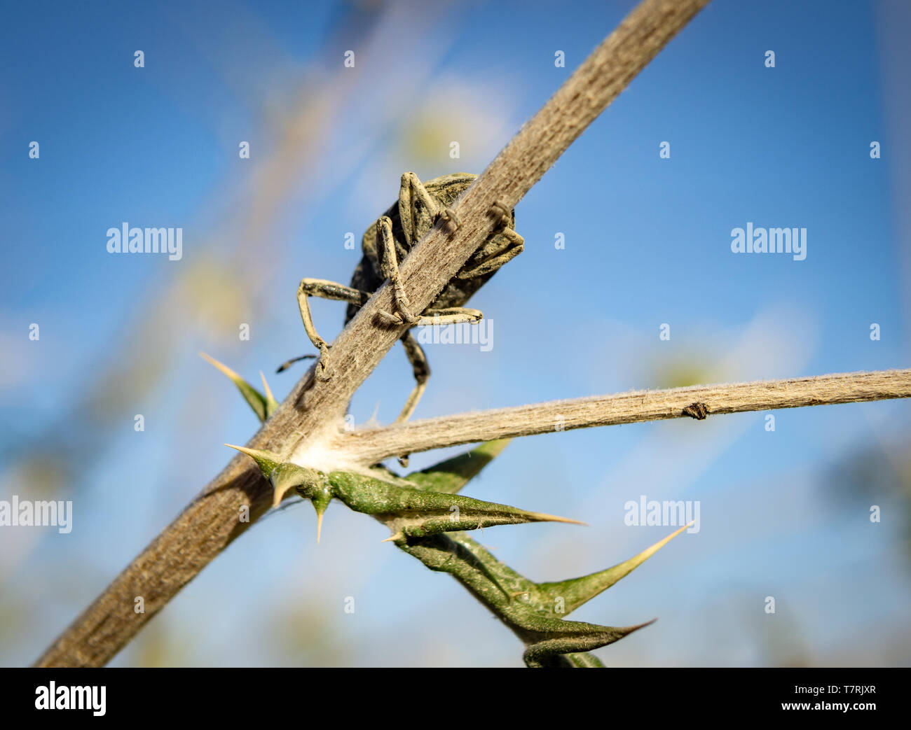 Larinus planus - weevil beetle Stock Photo - Alamy