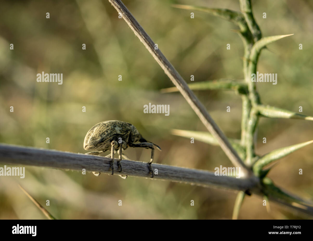 Larinus planus - weevil beetle Stock Photo - Alamy
