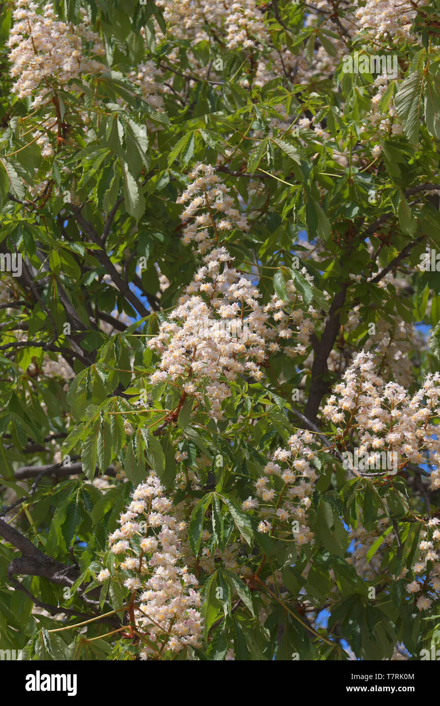 Chestnut flowers in Germany Stock Photo - Alamy