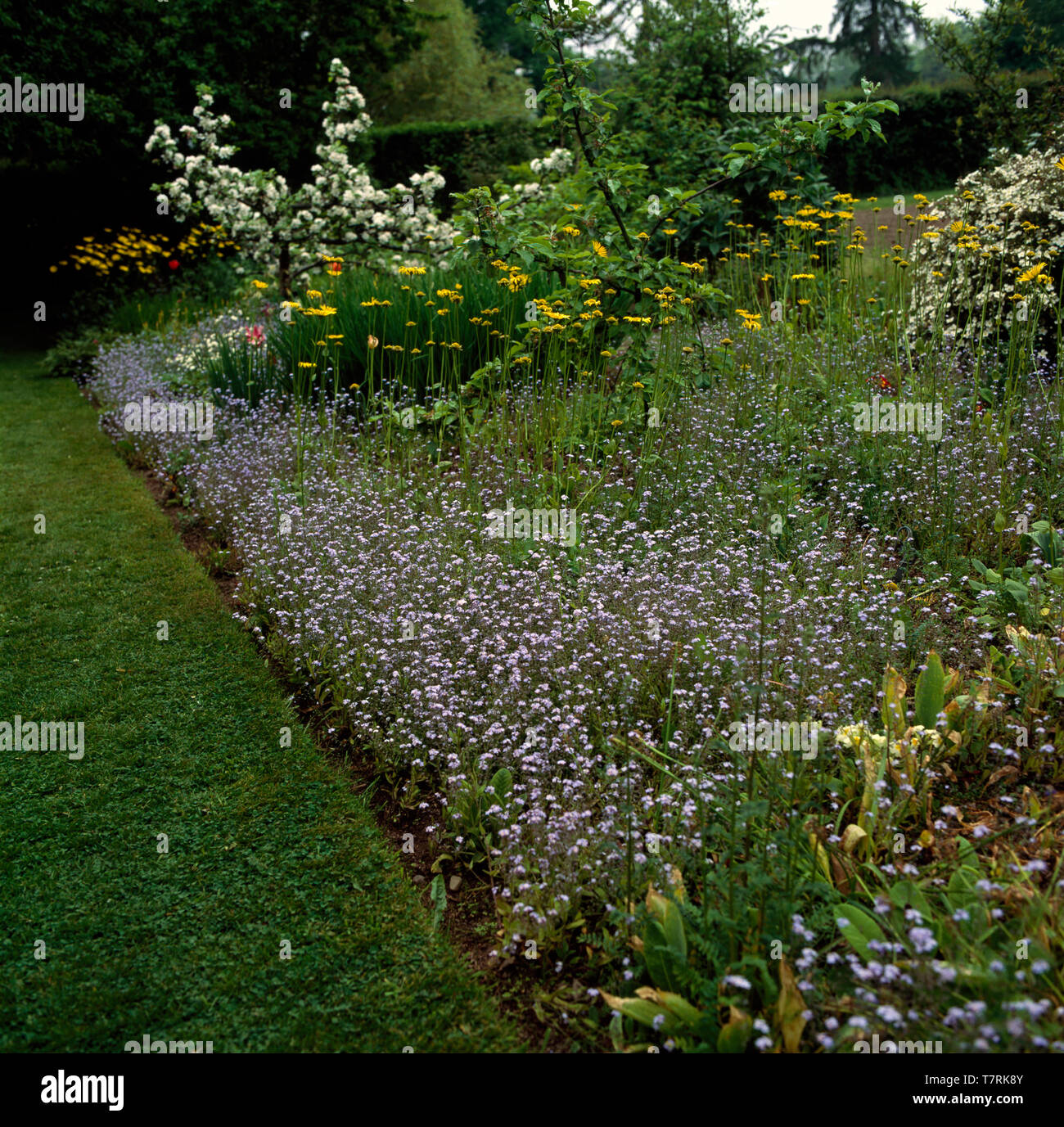 Pale blue Forget me nots and small apple trees with blossom in a wide ...