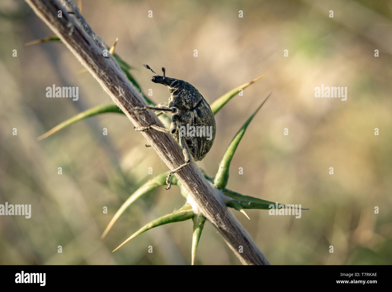 Larinus planus - weevil beetle Stock Photo - Alamy