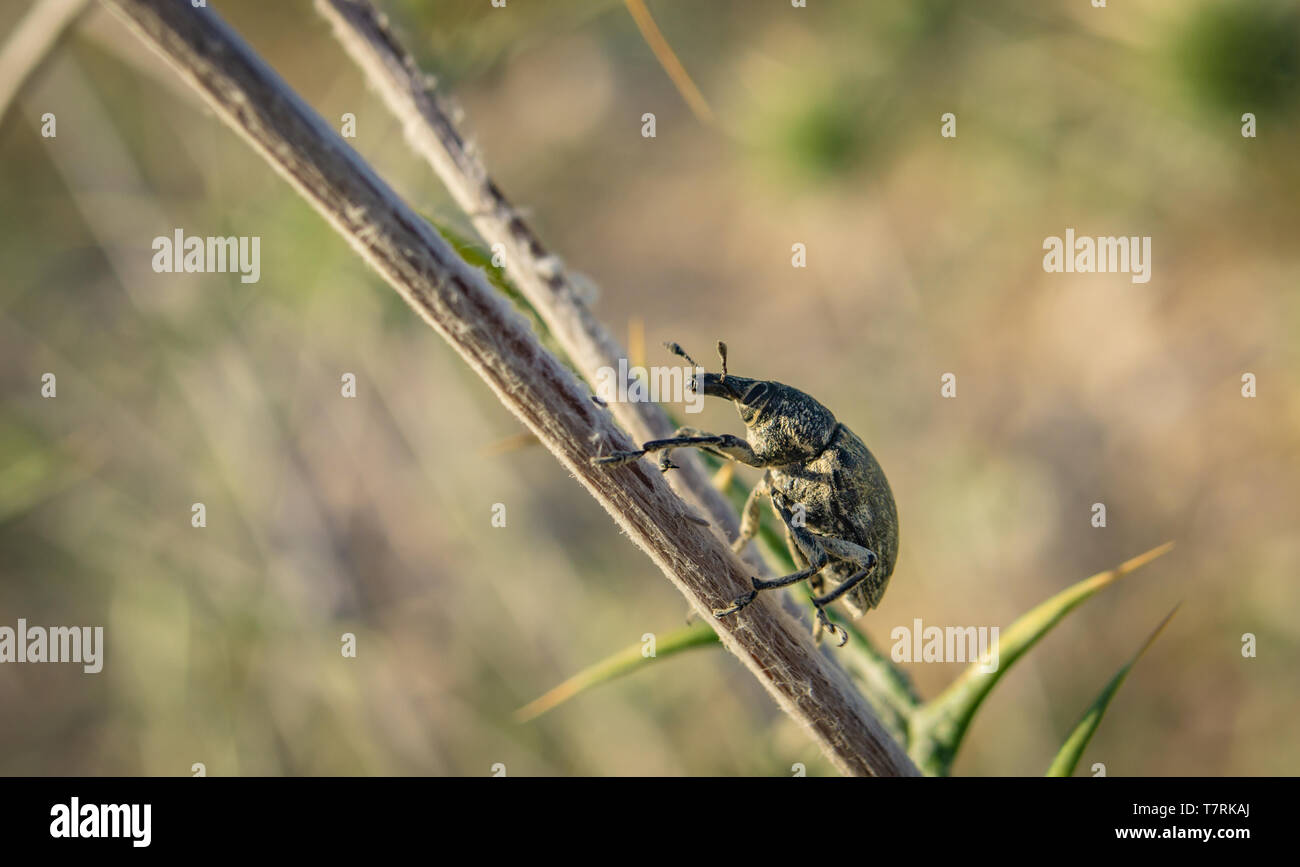 Larinus planus - weevil beetle Stock Photo - Alamy