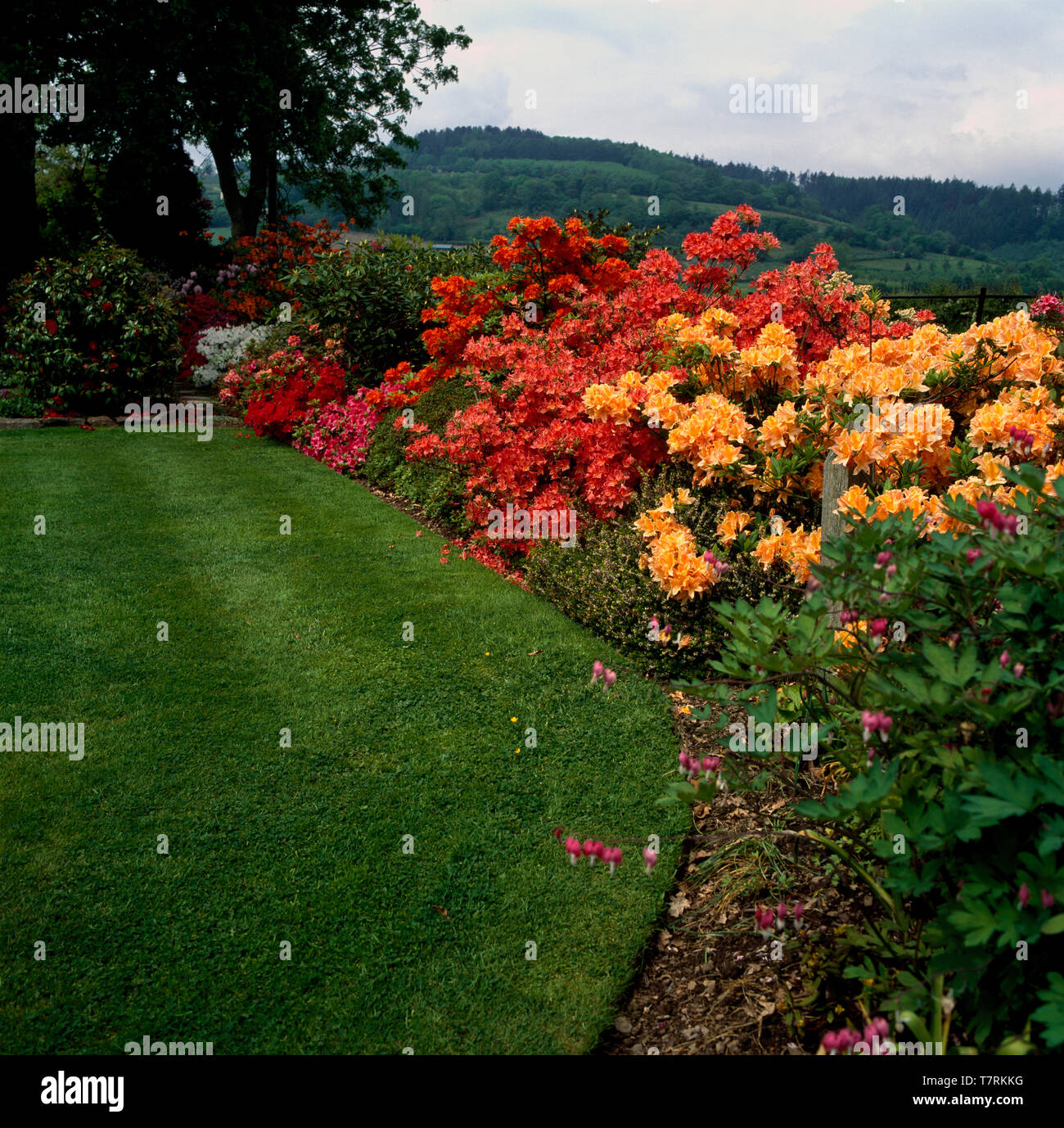 Orange azaleas hi-res stock photography and images - Alamy