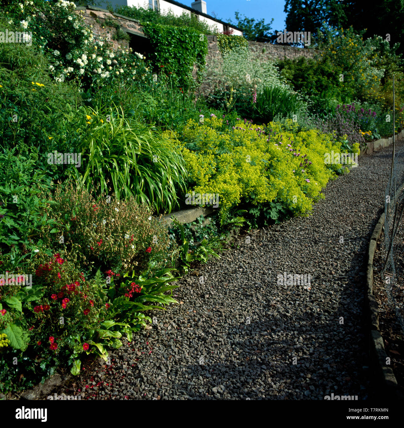 Lime green alchemilla mollis beside a gravel path in a walled country ...
