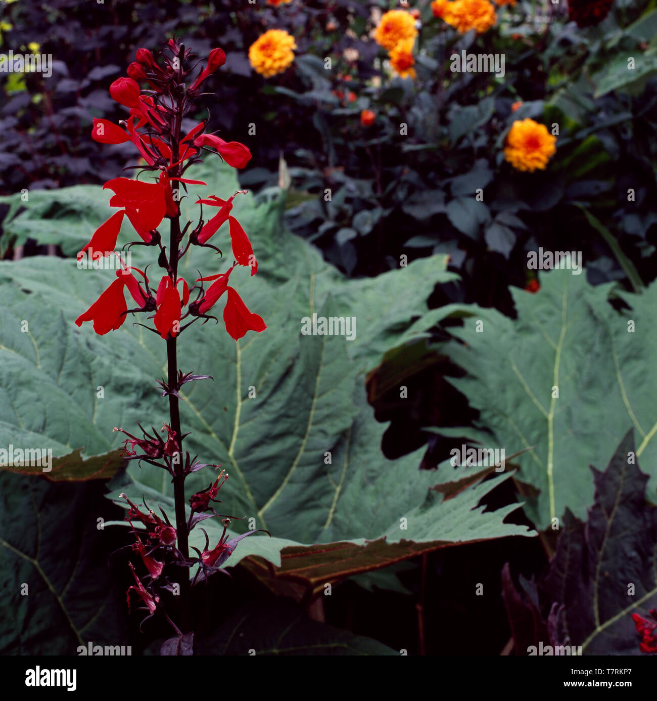 Lobelia cardinalis hi-res stock photography and images - Alamy