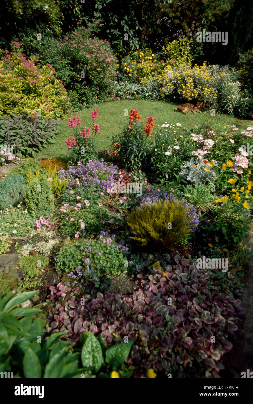 Low Growing Border Perennials