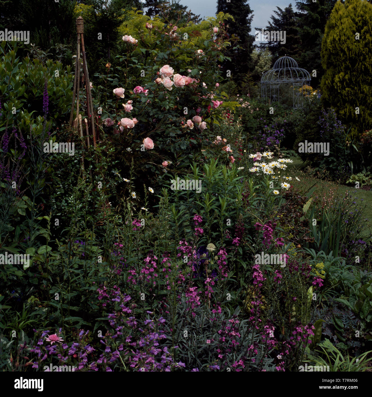 Perennial wallflower ‘bowles’ mauve’ hi-res stock photography and ...