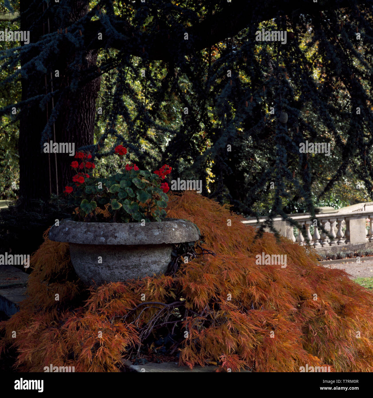 Red geranium in stone urn beside low growing beneath tree Stock Photo ...