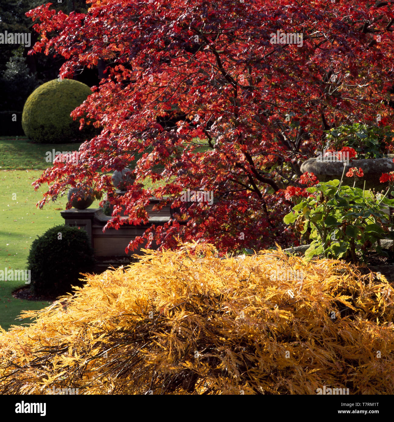 Growing acers hi-res stock photography and images - Alamy