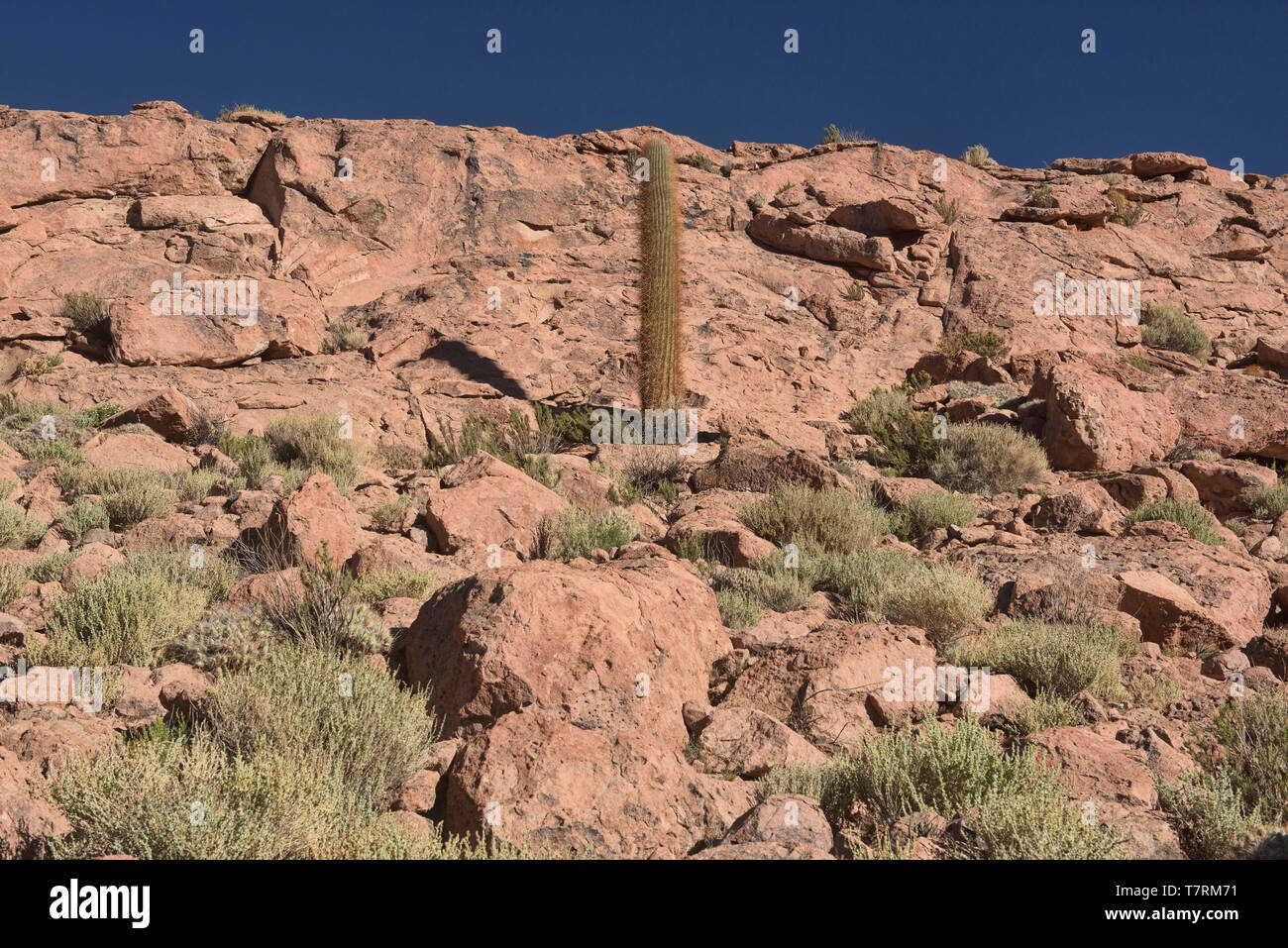 Mexican giant cardon pachycereus hi-res stock photography and images ...