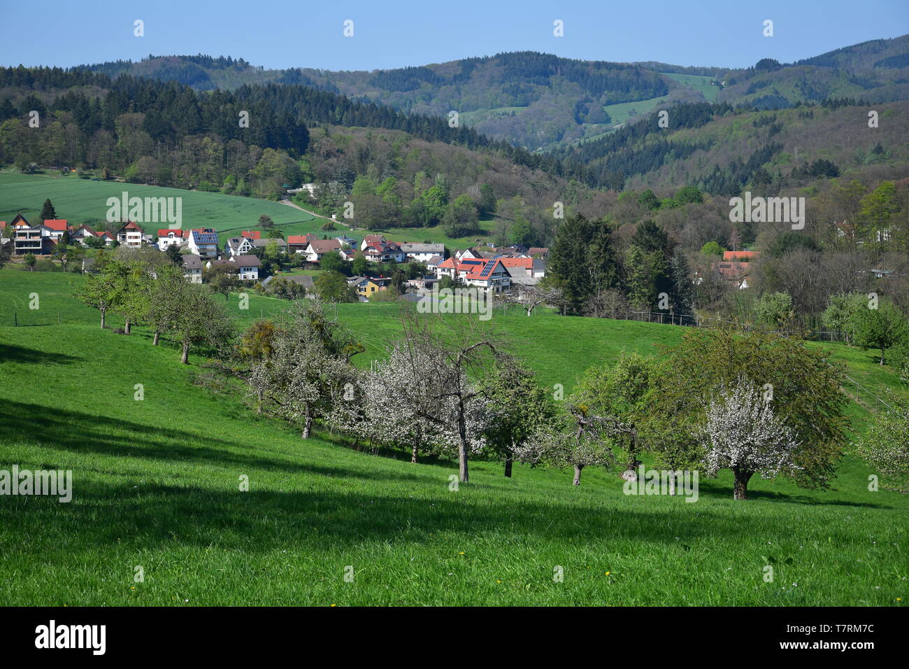 The small town Oberflockenbach in the Odenwald in spring. Some white ...