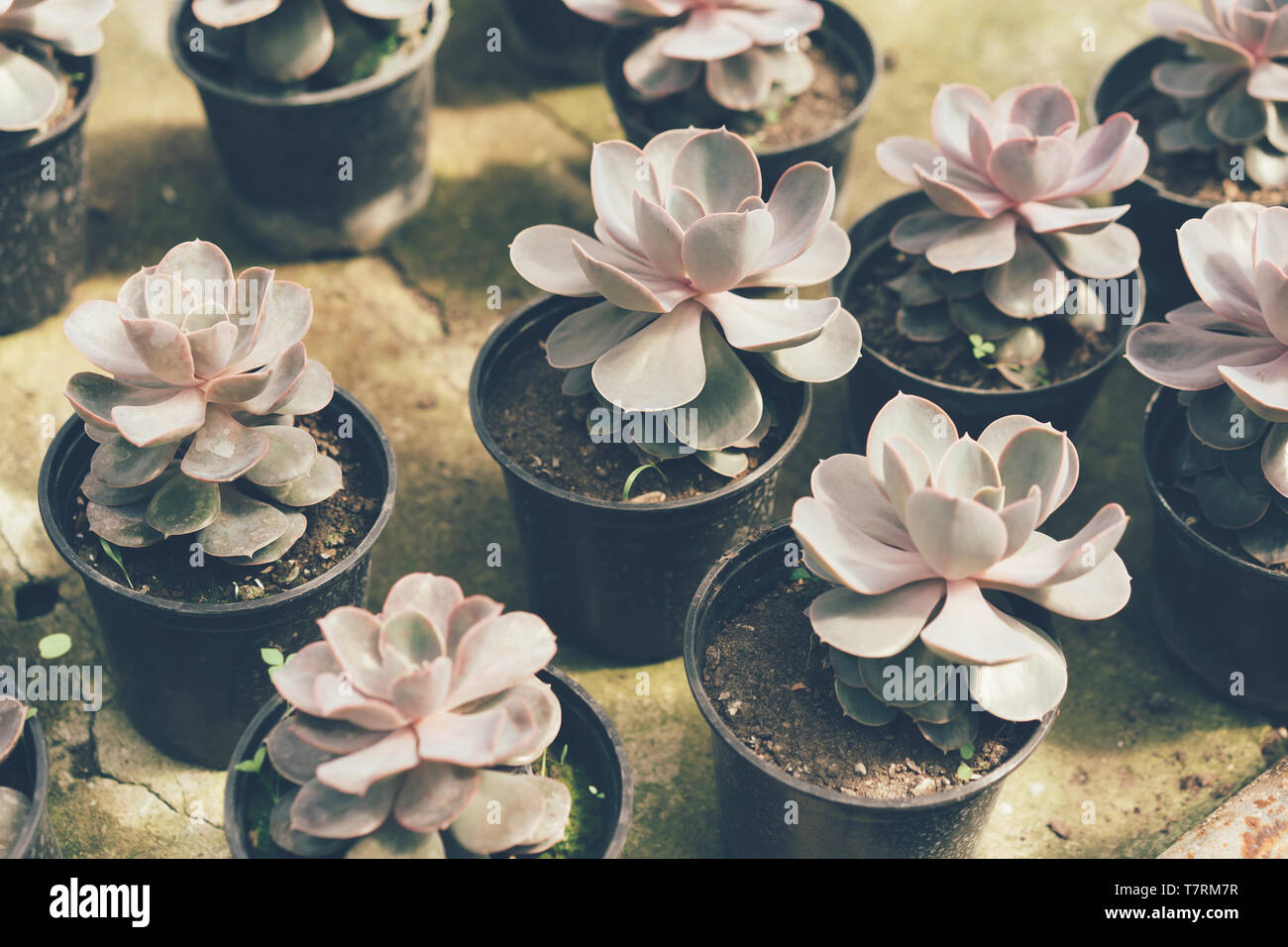 Succulents in pots hi-res stock photography and images - Alamy