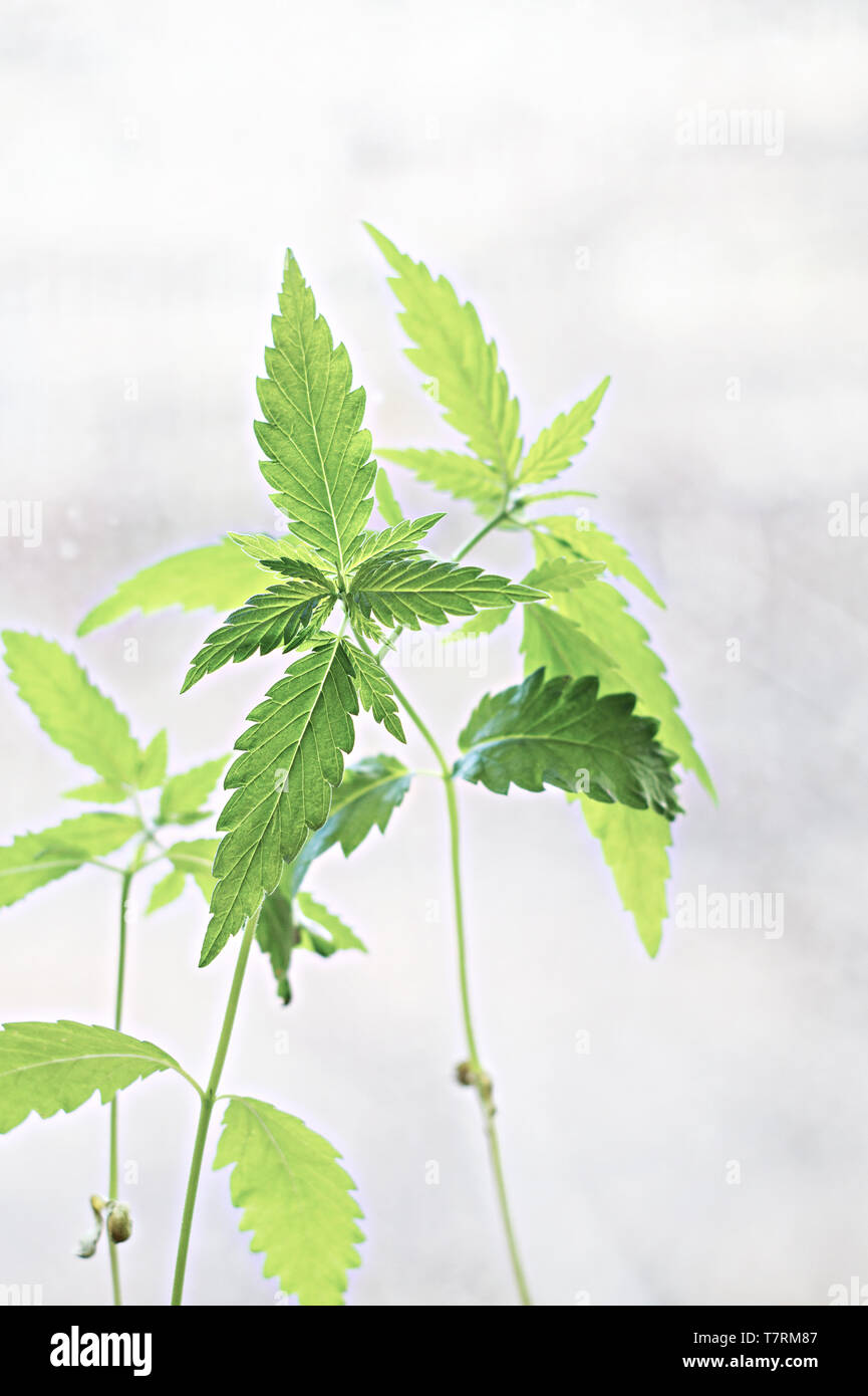 Hemp sprouts hi-res stock photography and images - Alamy