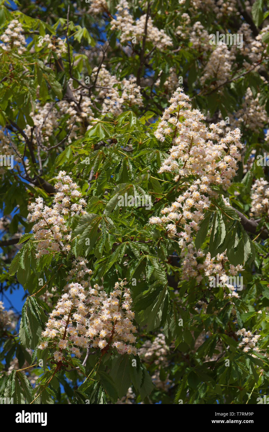 Chestnut flowers in Germany Stock Photo - Alamy