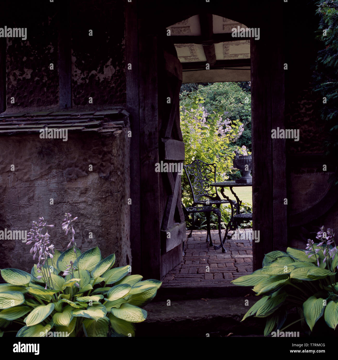 Hostas container hi-res stock photography and images - Alamy