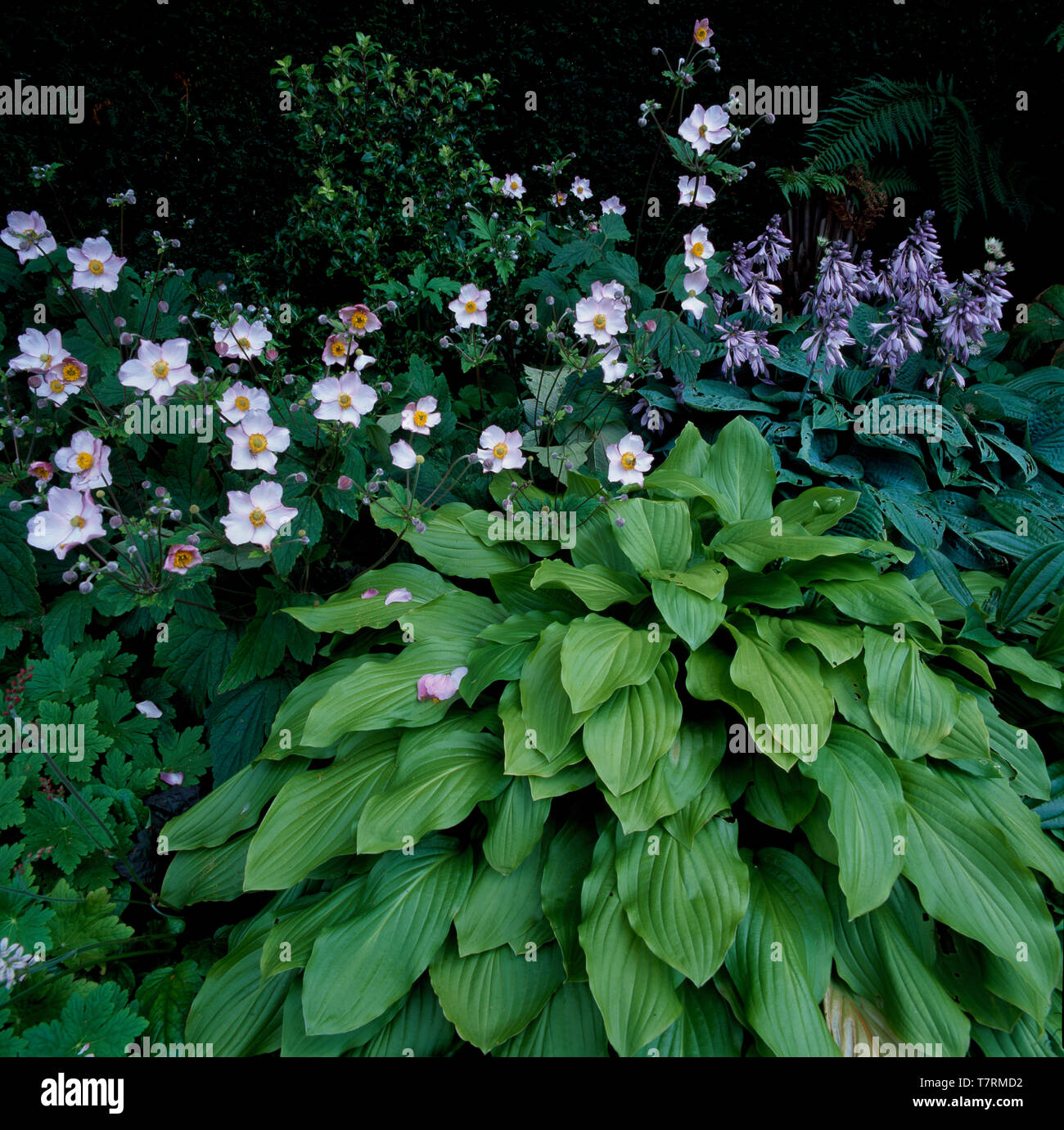 Hosta japonica hi-res stock photography and images - Alamy