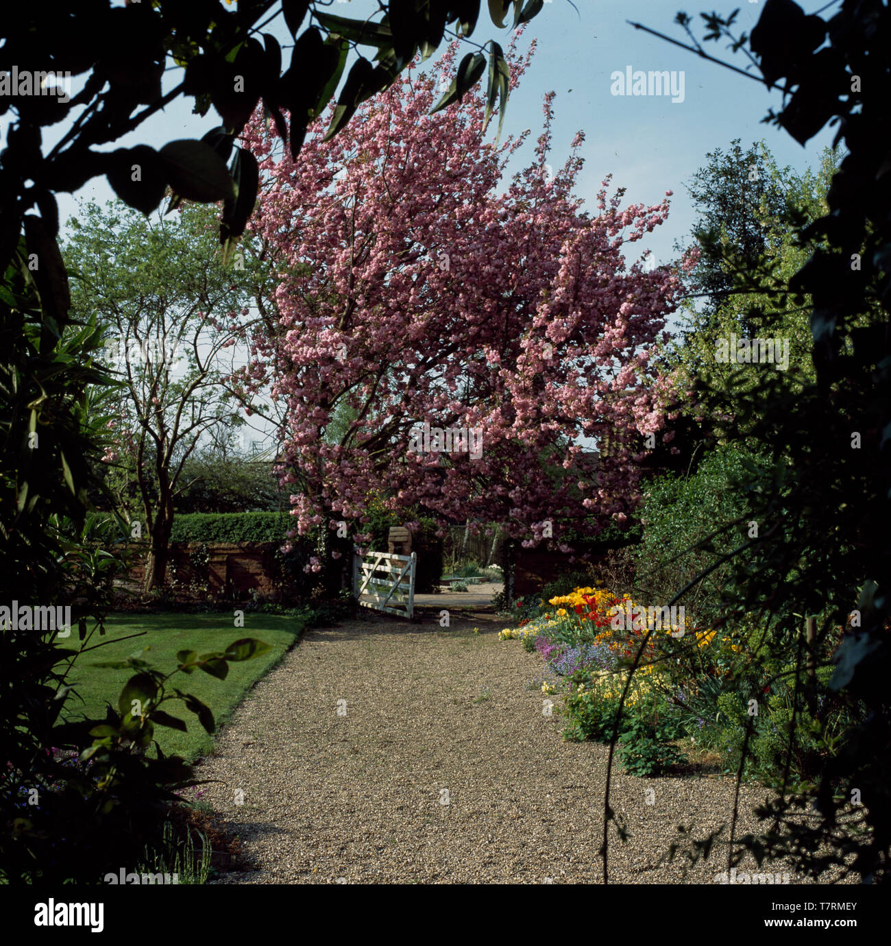 Pink prunus blossom tree in garden with wide gravel path Stock Photo ...