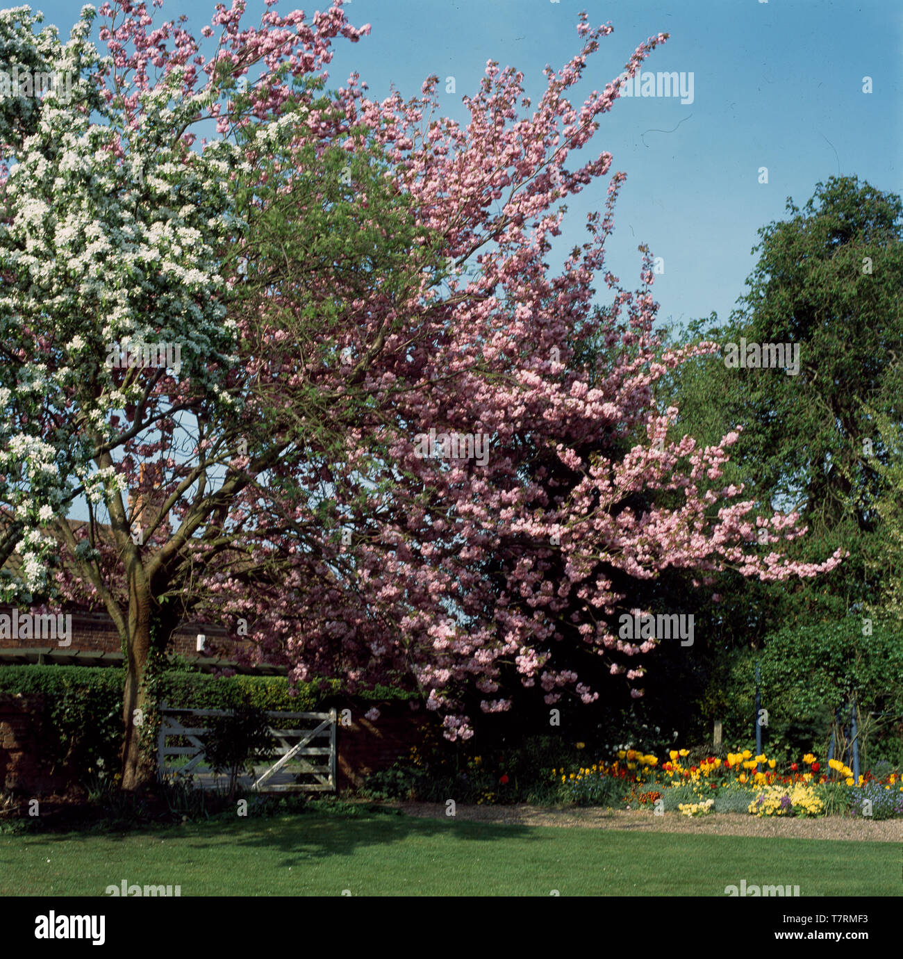 Apple and prunus trees in blossom in country garden Stock Photo - Alamy