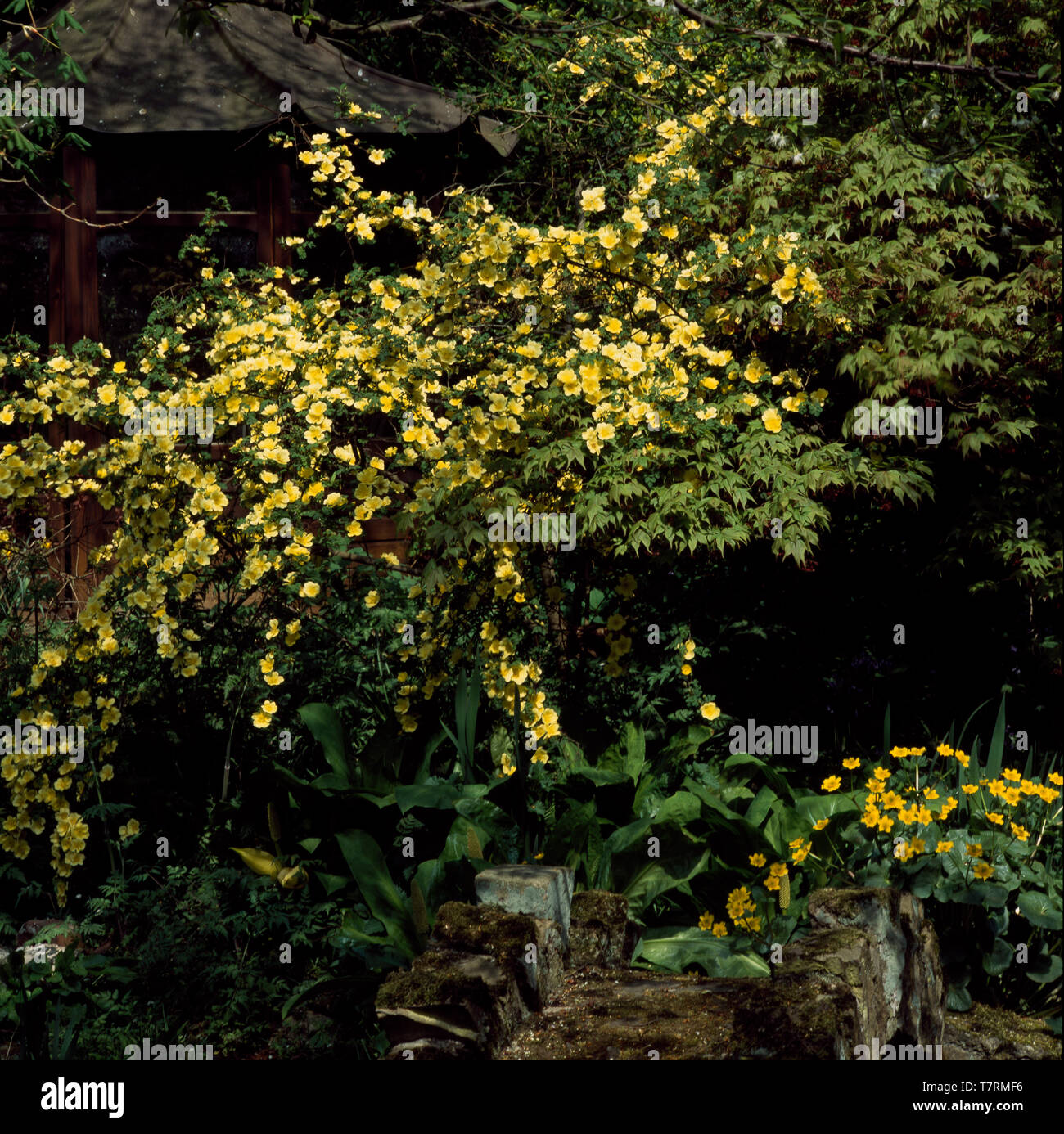 Rosa Xanthina ‘canary Bird’ High Resolution Stock Photography and ...