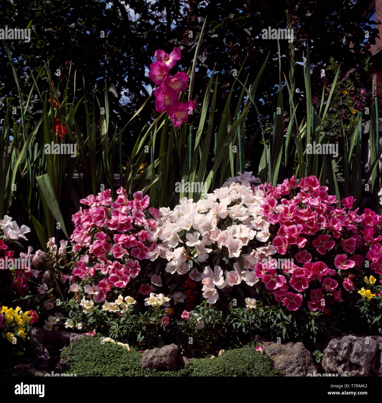 Close-up a border of pink Godetia Stock Photo - Alamy