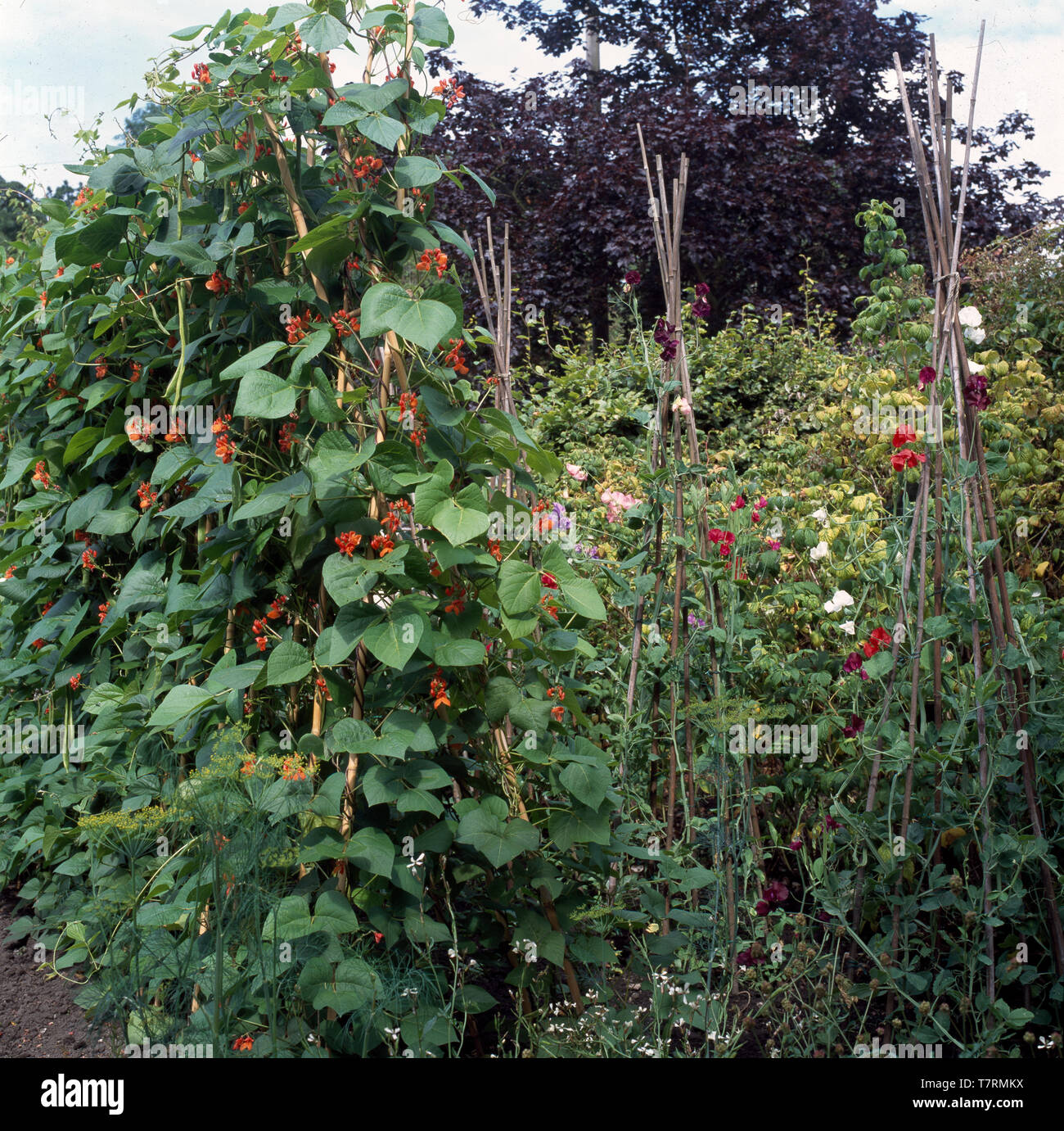 Runner beans and sweetpeas on cane wigwams Stock Photo - Alamy