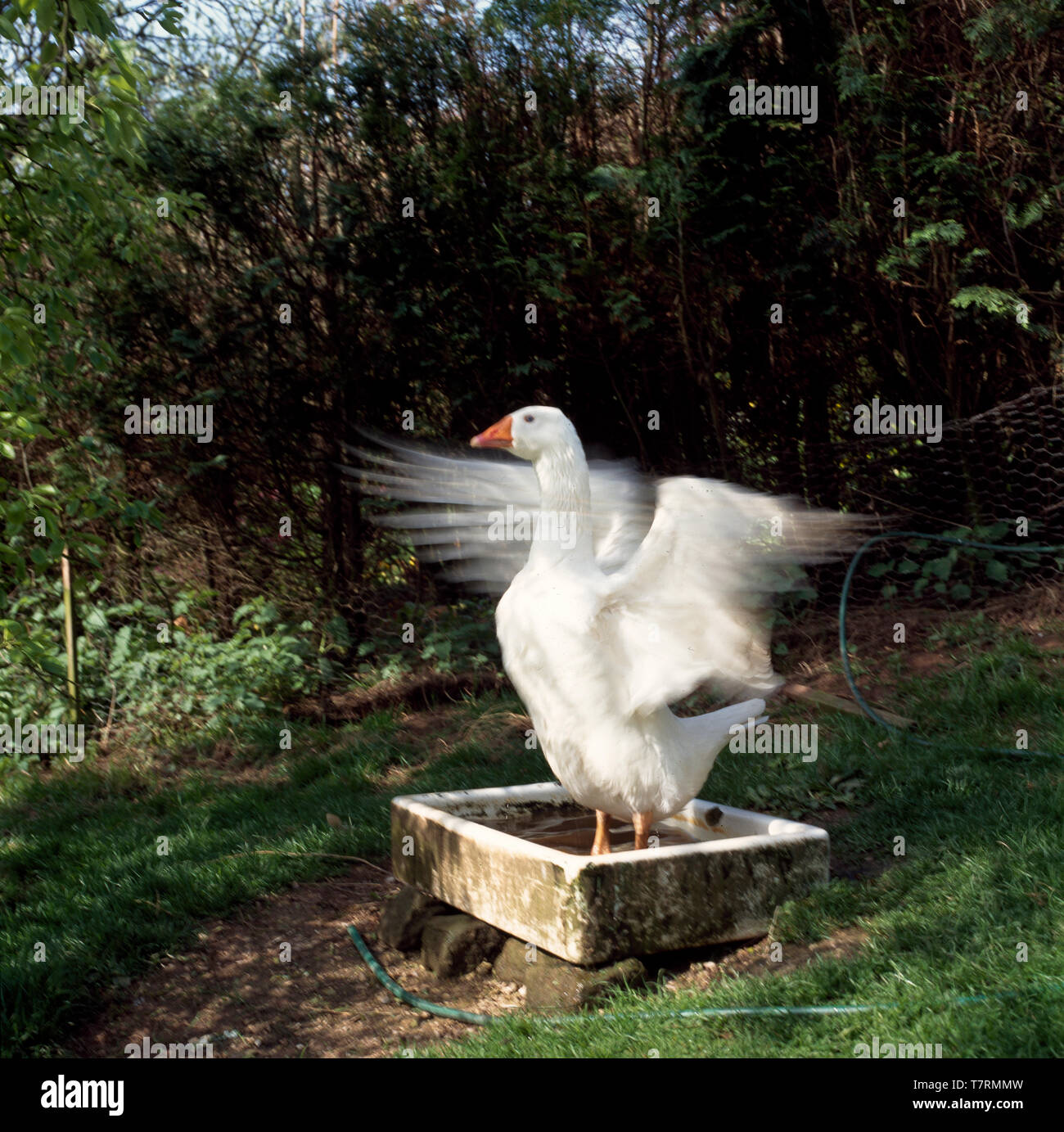 White bird in birdbath hi-res stock photography and images - Alamy