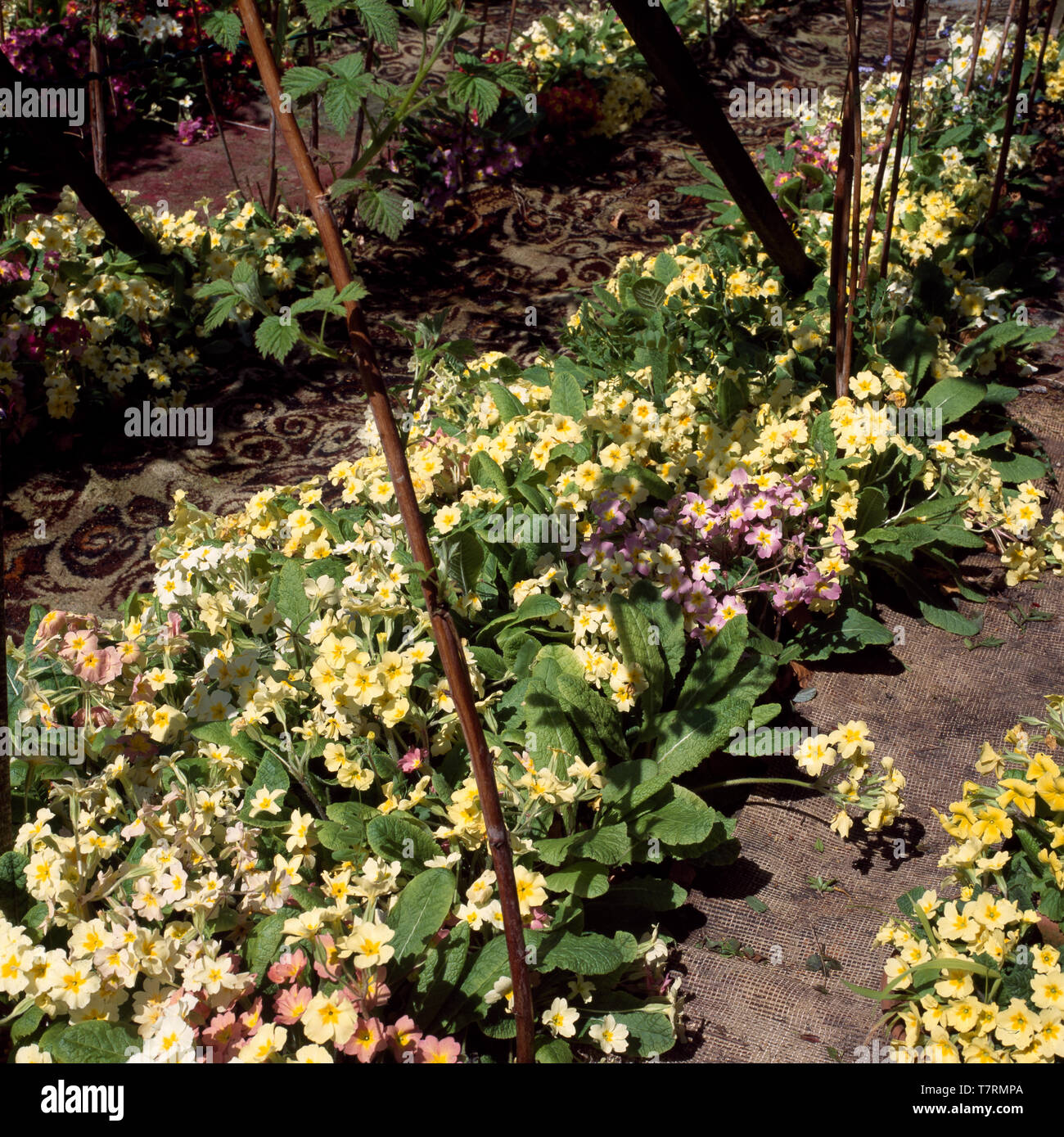 Close-up of a border of yellow and pink primroses Stock Photo - Alamy