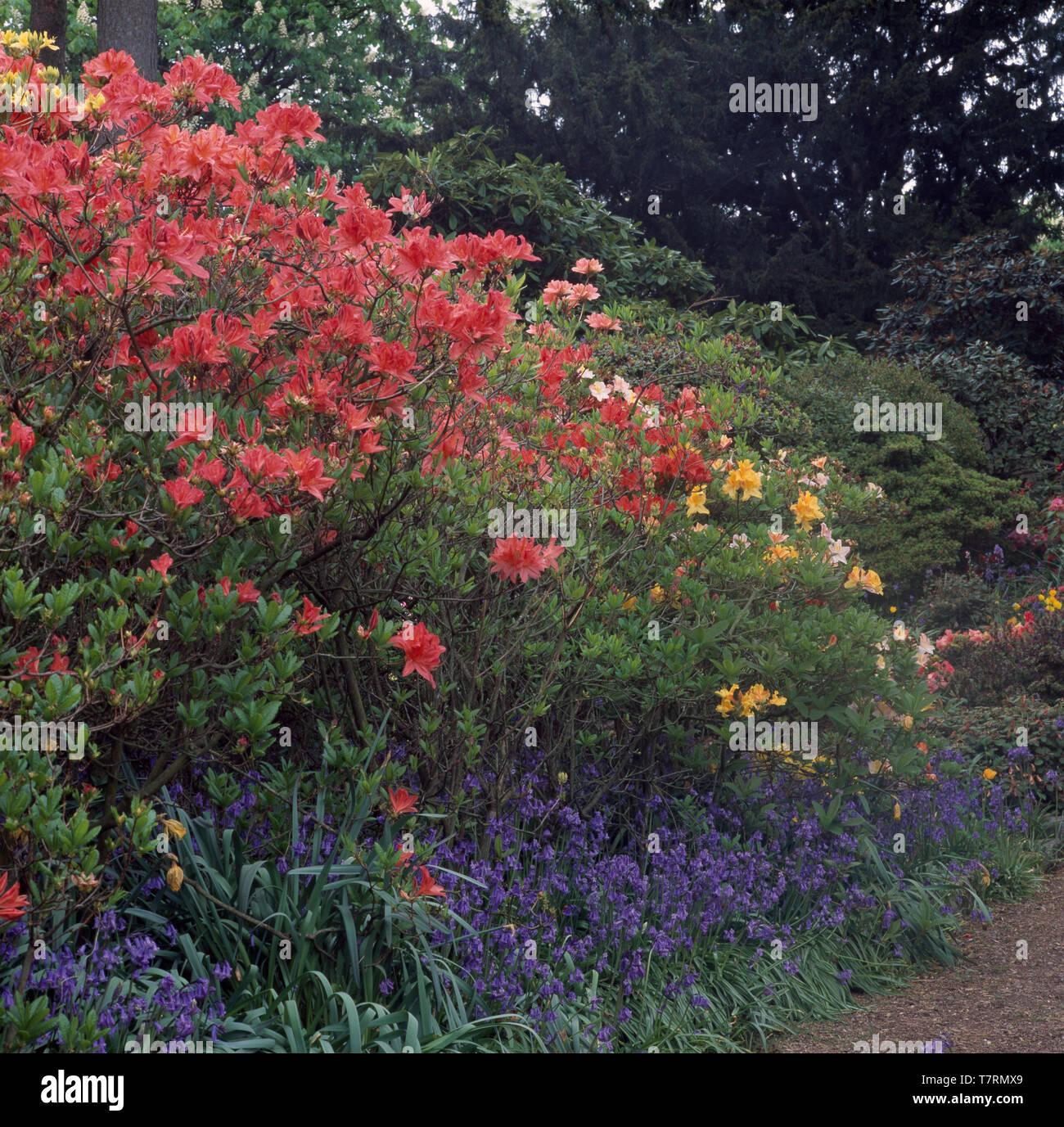 Orange azaleas above border of bluebells Stock Photo - Alamy