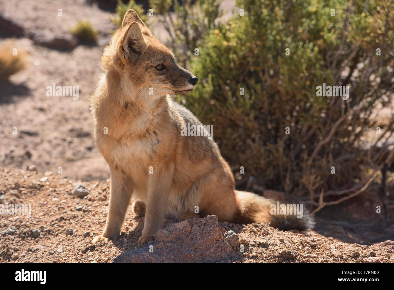 Culpeo (Lycalopex culpaeus), Andean fox in the desert, San Pedro de ...
