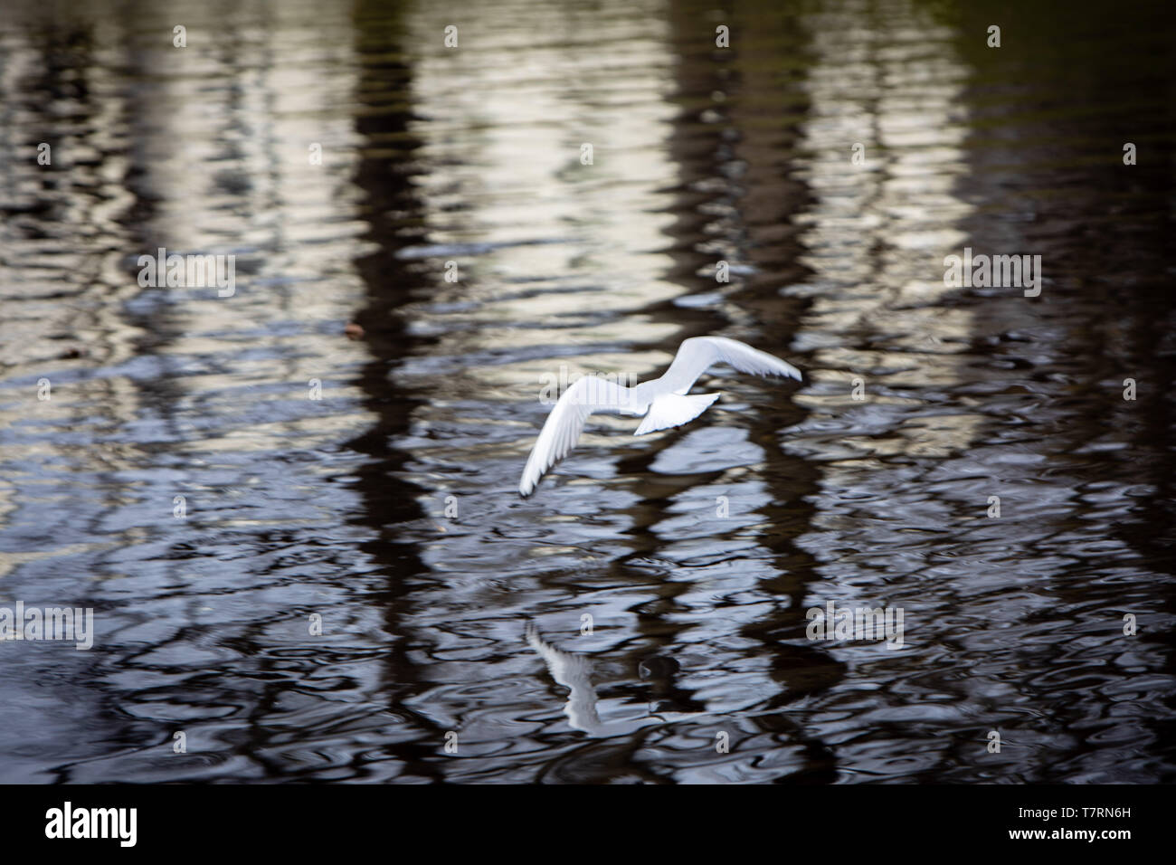 Common gull flying hi-res stock photography and images - Alamy