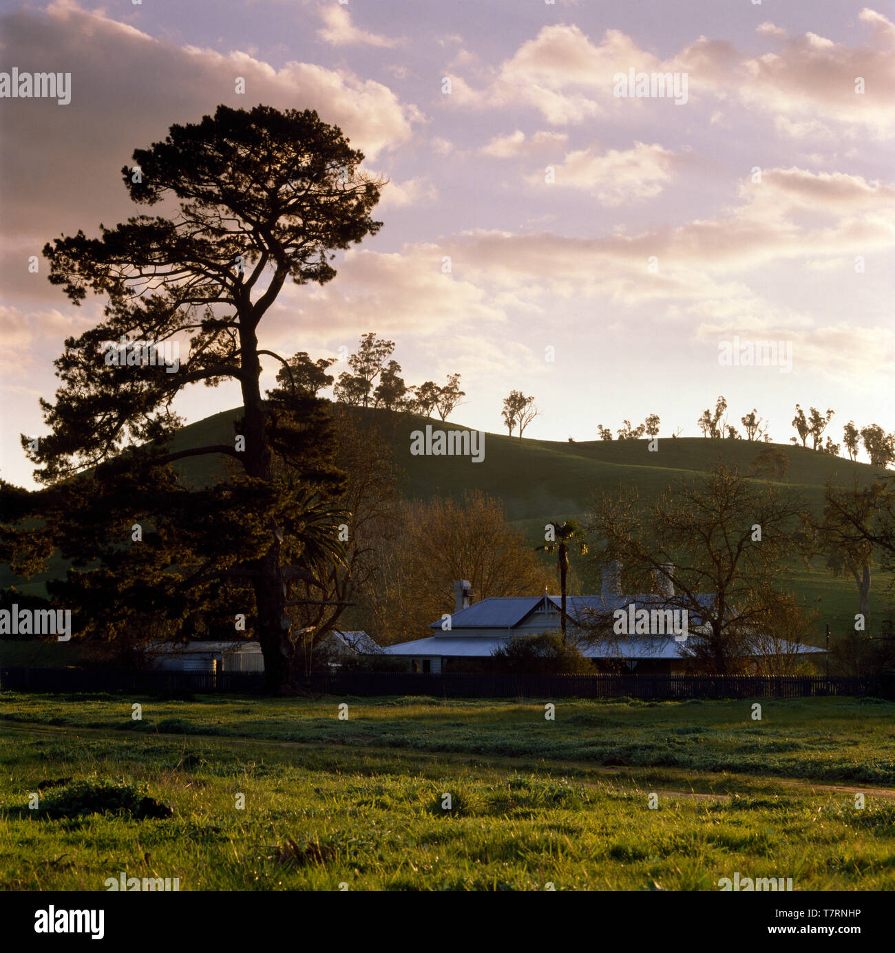 Large tree beside a traditional homestead in the Australian outback ...