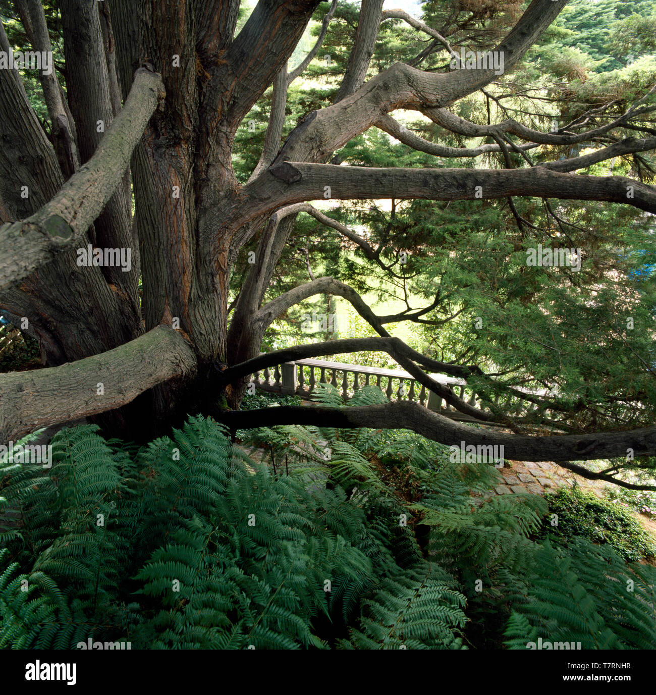 Tall ferns growing below a large tree in an Australian hillside garden ...
