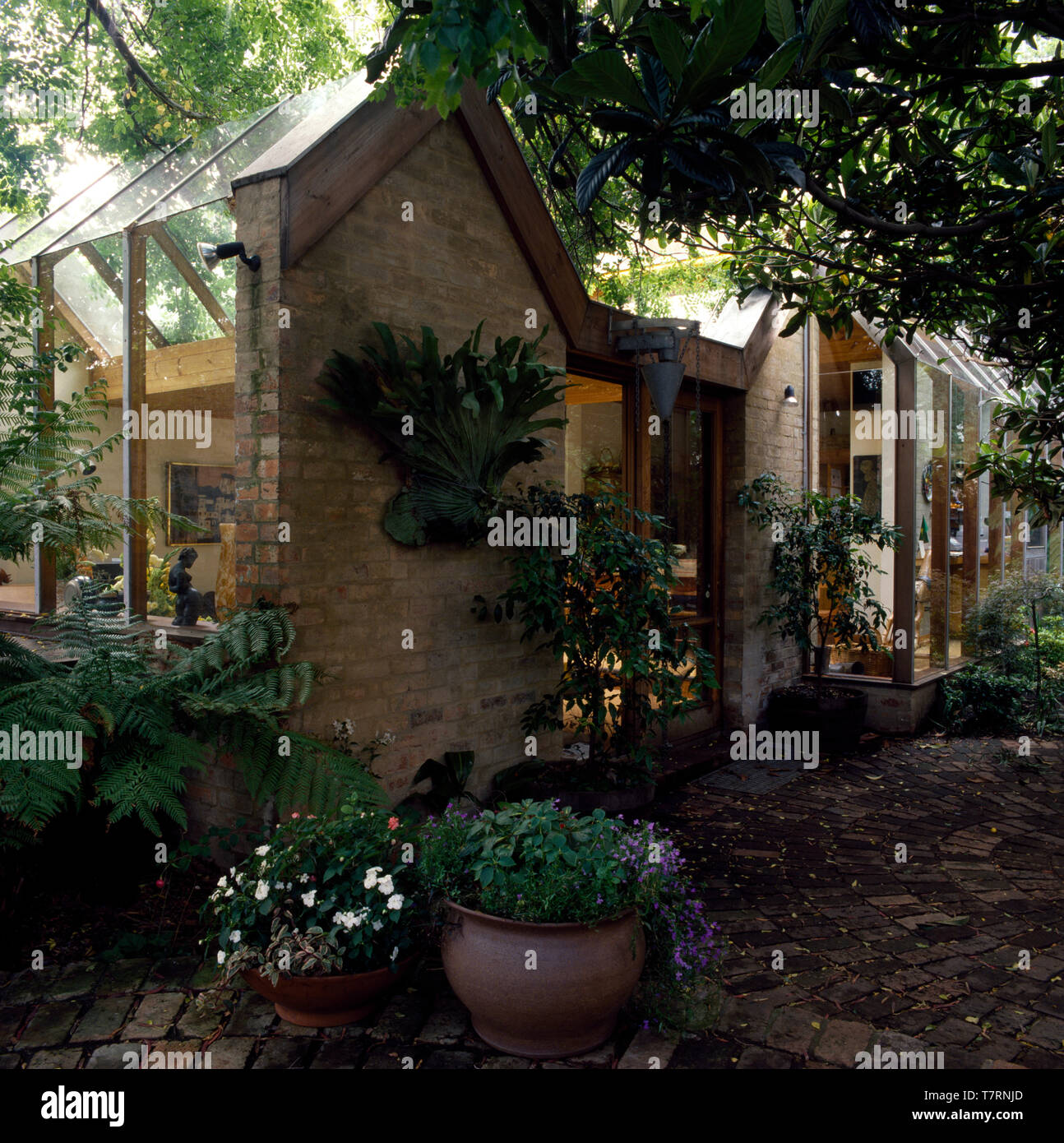 Staghorn fern house hi-res stock photography and images - Alamy