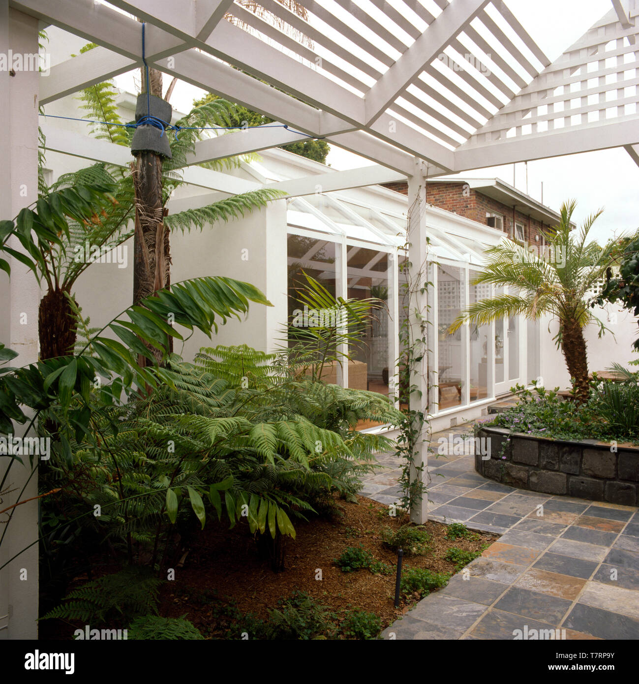 Tall green ferns growing in courtyard in front of a modern house Stock ...